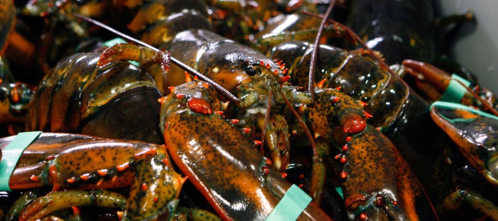 Fresh Maine Lobsters | Lobsters Delivered | Maine Lobster Outlet